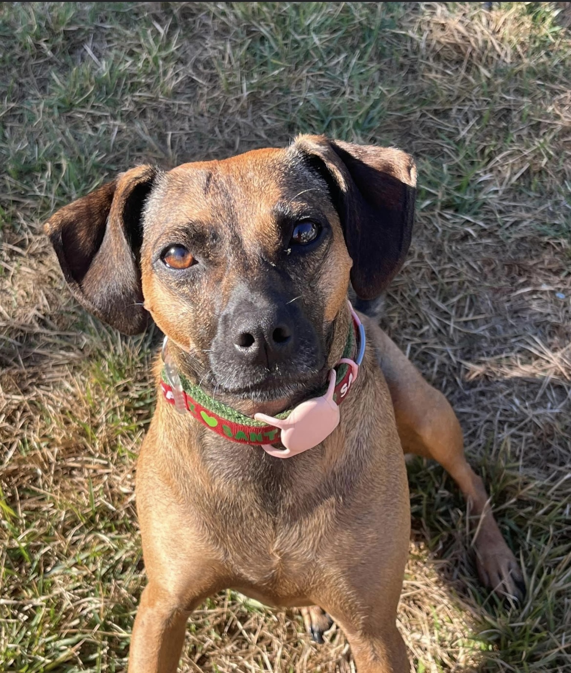 About – Dog Savvy Kids